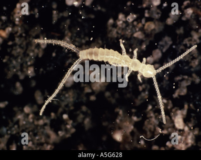 A two-tailed bristletail, Campodea fragilis Stock Photo - Alamy