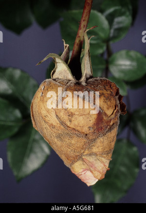 Grey mould (Botrytis cinerea) fungal infection on the stem of a sweet ...