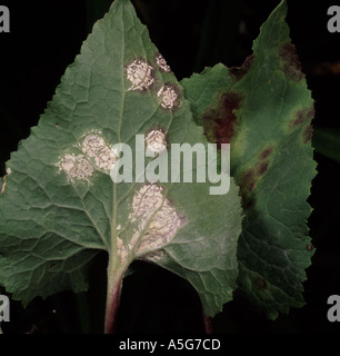 White rust (Albugo candida) on honesty (Lunaria annua) leaf Stock Photo ...