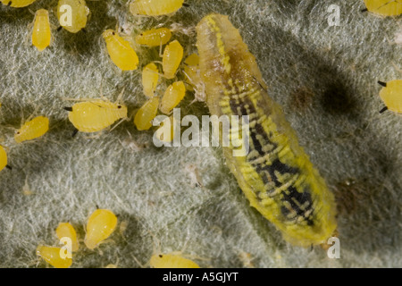 Hoverfliy (Heliophilus pendulus), larva feeds greenfy (Aphidina Stock ...