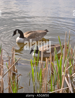 Black Lake Lindow Common Cheshire Stock Photo - Alamy