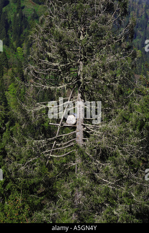 hive bees (bumble bees, honey bees, and orchid bees) (Apidae ...