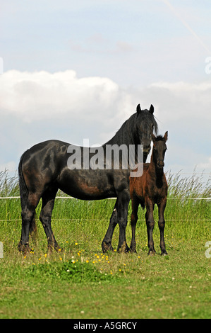 Friese Fohlen / Friesian Horse foal Stock Photo - Alamy