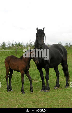 Friese Fohlen / Friesian Horse foal Stock Photo - Alamy