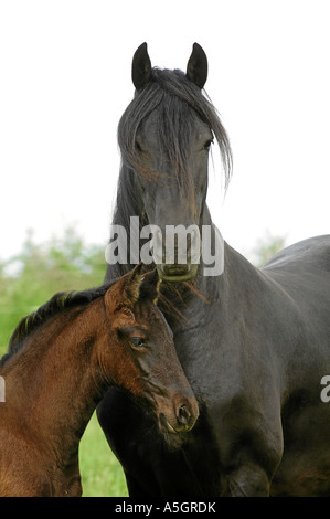 Friese Fohlen / Friesian Horse foal Stock Photo - Alamy