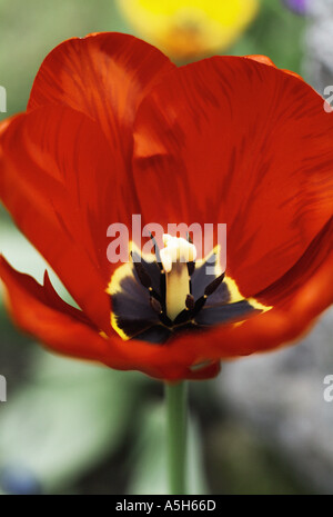 Red tulip flower head. Open tulip flower head with pistils and stamens ...