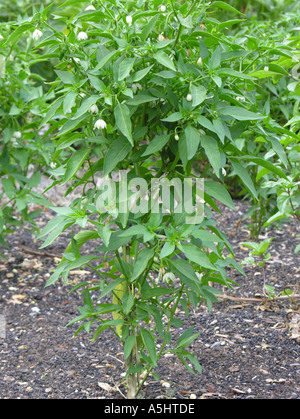 Capsicum chilli pepper plant with flowers and fruits Stock Photo - Alamy