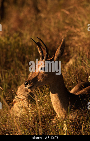 Mountain Reedbuck Antelope Stock Photo - Alamy