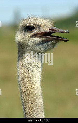 Ostrich at Longleat Stock Photo - Alamy