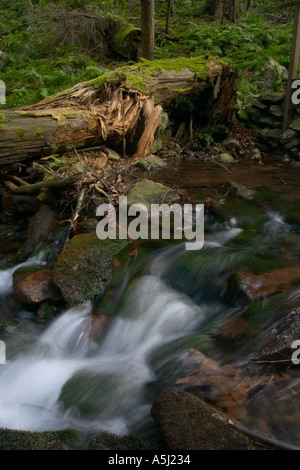 Hemlock forest natural area Pennsylvania Stock Photo - Alamy