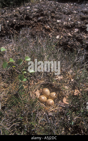 Common Sandpiper nest and eggs (Tringa hypoleucos Stock Photo - Alamy