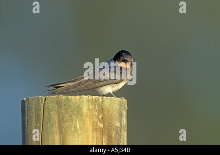 Welcome Swallow (Hirundo neoxena ) on nest Stock Photo - Alamy