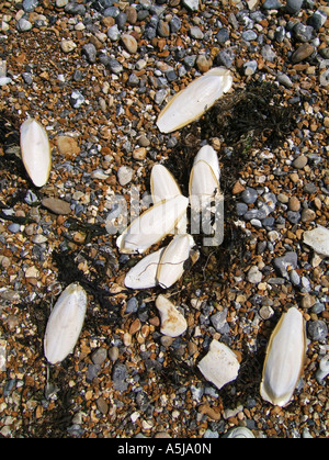 Cuttlefish bone washed up on the shore. A common site on Sussex beaches ...