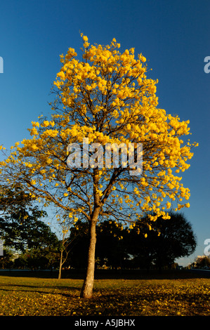 Yellow tabebuia (Tabebuia alba) or Yellow Ipe tree in full bloom ...