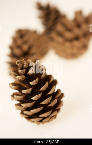 Pine Cones Vertical Display Stock Photo - Alamy