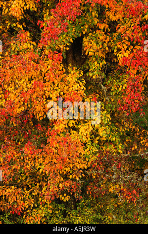 Pear tree, wild (Pyrus pyraster) pear Stock Photo - Alamy