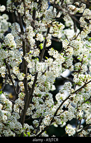 Plum blossoms bloom on branches as magpies flit among them in Wanmu ...