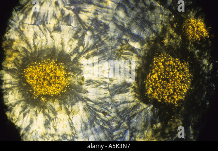copper sulphate crystals viewed through microscope using cross ...