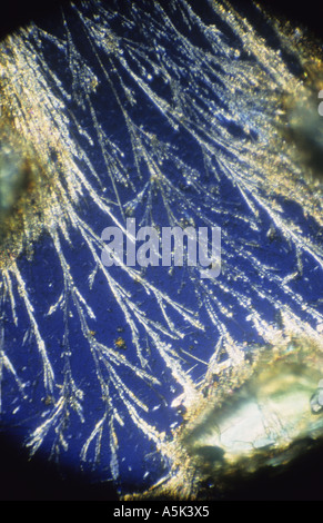 copper sulphate crystals viewed through microscope using cross ...