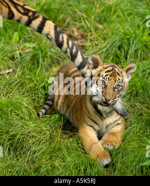 Tiger cubs playing with his mother,sumatra tiger Panthera tigris. small ...