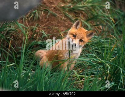 Young Fox Kit Stock Photo - Alamy