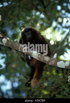Masked titi monkey (Callicebus personatus), photographed in Santa ...