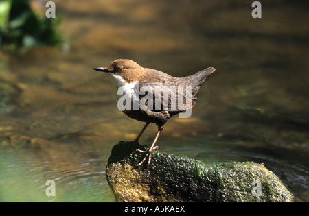 White-throated dipper or water ouzel, Cinclus cinclus, on a river bank ...