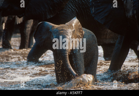 Baby African Elephant - Loxodonta - at waterhole playing and learning ...