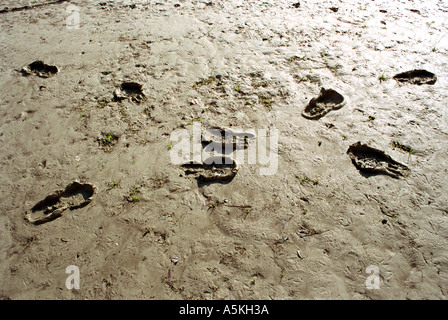 footsteps in mud converging two people Stock Photo - Alamy