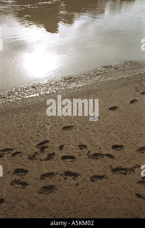 footsteps in mud by river bank Stock Photo - Alamy