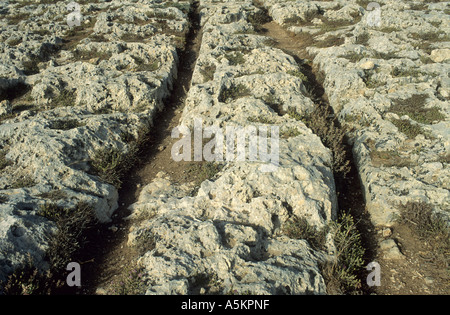 Malta cart-ruts at 'Clapham Junction', near Dingli, hundreds of ...