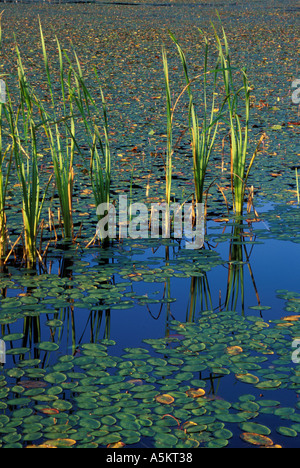 Lily pads and cattails grow in Gilson Pond in Monadanock State Park in ...