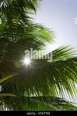 Palm tree with sun shining through branches Stock Photo - Alamy