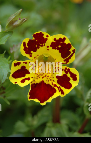 Single yellow mimulus flower with red spots against background of green ...