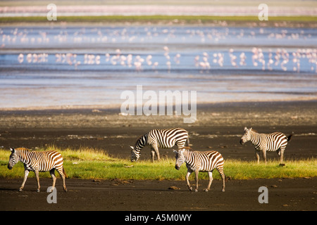 Pink Flamingos - Lake Nakuru - Kenya 1993 (Photo on photographic film ...