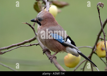European Blue Jay on apple tree front view (Garrulus glandarius Stock ...