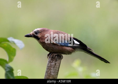 European Jay Garrulus glandarius sitting on a branch Stock Photo - Alamy
