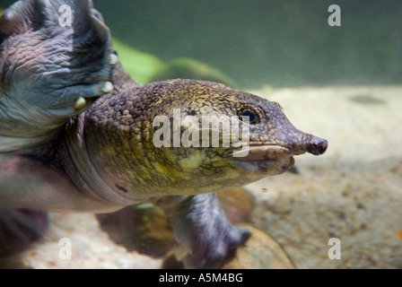 The Asian Soft shelled freshwater turtle amyda cartilaginea Stock Photo ...