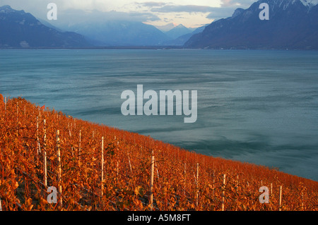 Herbst am Lac Leman Autumn at Lac Geneva Genfersee Genfer See ...