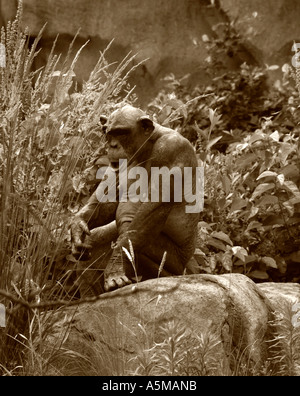 Chimpanzee with alopecia Stock Photo - Alamy