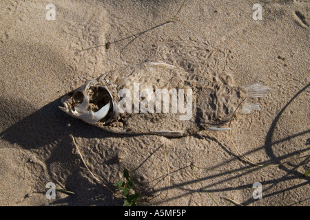 Fish bones washed up on a sandy sea beach. Partially wind-blown with ...