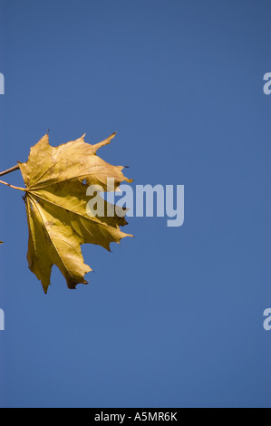 Close up of single maple yellow leaf hanging in metal net, autumn ...
