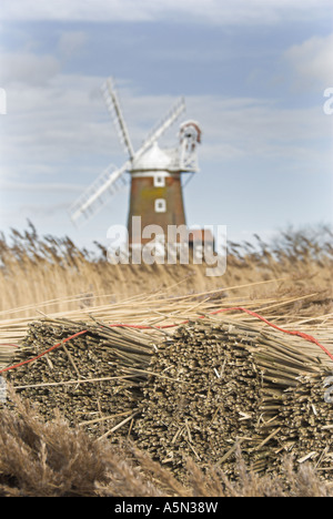 Bundles of thatching reeds phragmites ready for thatcher North Norfolk ...