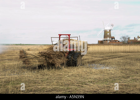 Tractor loaded with bundles of reed ready for use North Norfolk UK ...
