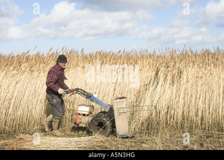 Reedcutter using mechanised cutter to harvest phragmites reed for ...