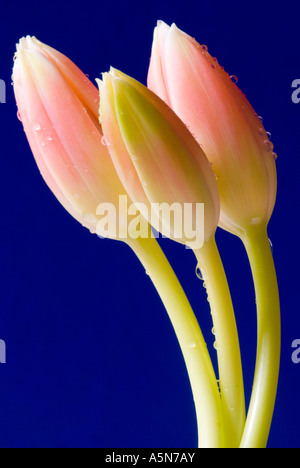 Three tulip buds close up Tulipa Stock Photo - Alamy