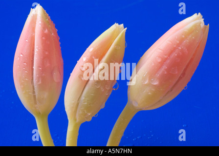Three Red Tulip buds close up Tulipa Stock Photo - Alamy