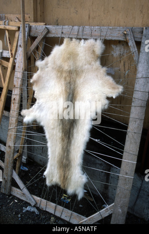 drying seal skin Stock Photo - Alamy