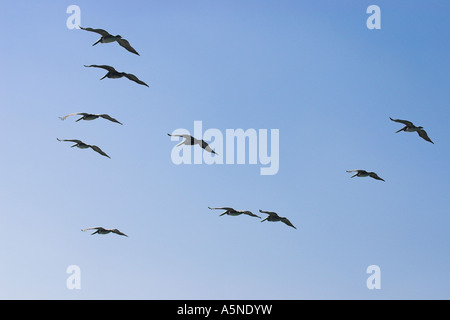 Brown Pelicans flying in formation Stock Photo - Alamy