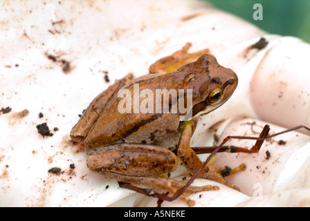 The Southern Brown Tree Frog also known as the whistling tree frog and ...